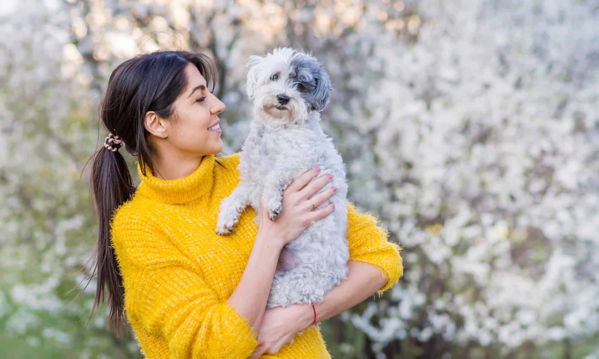 Schnoodle Body Language: Decoding Cues and Vocalizations