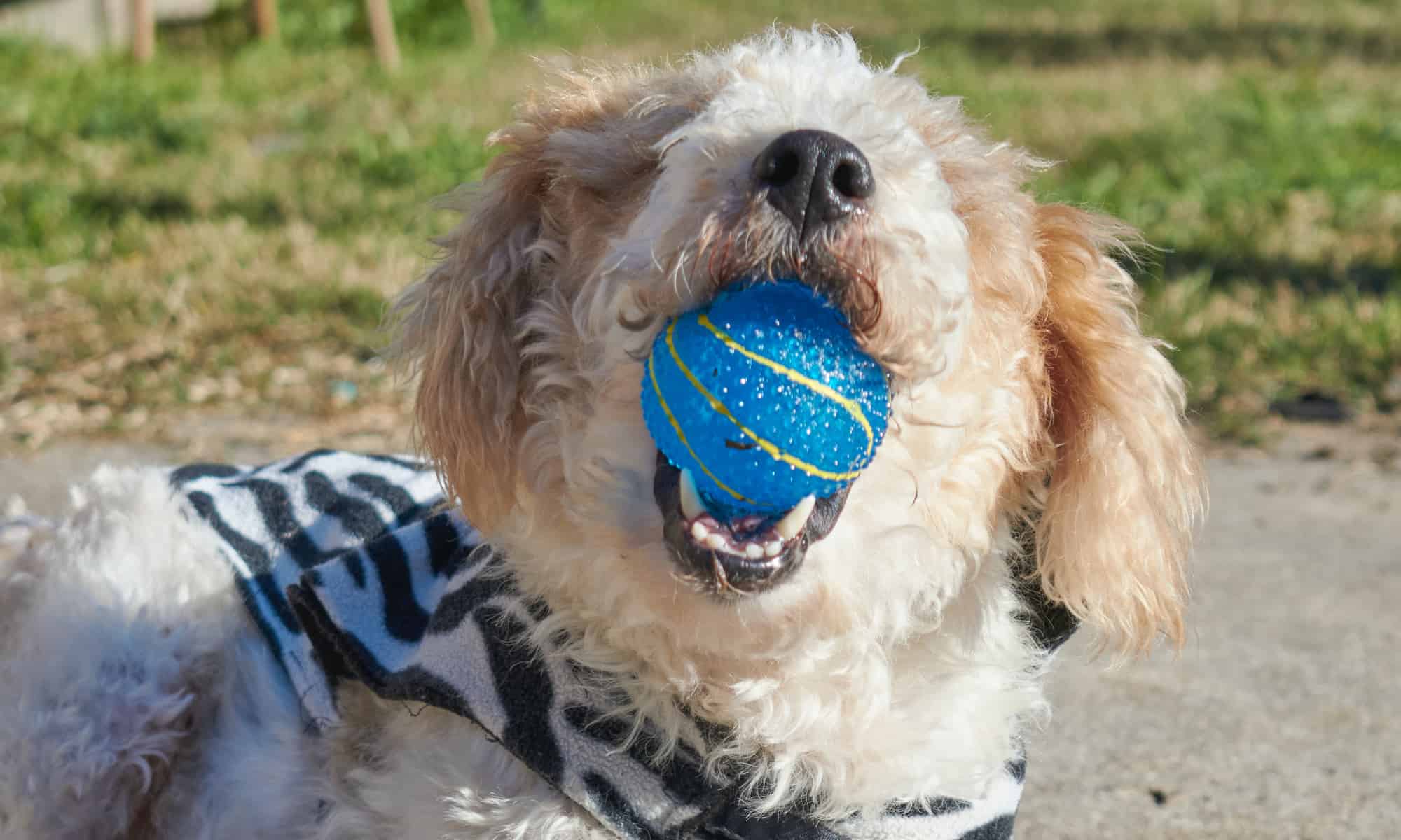 Schnoodle Training Tips: Make Exercise Rewarding for Your Dog
