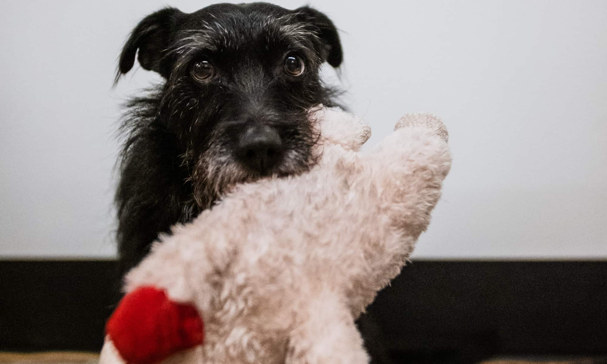Best Interactive Toys For Schnoodles 2023